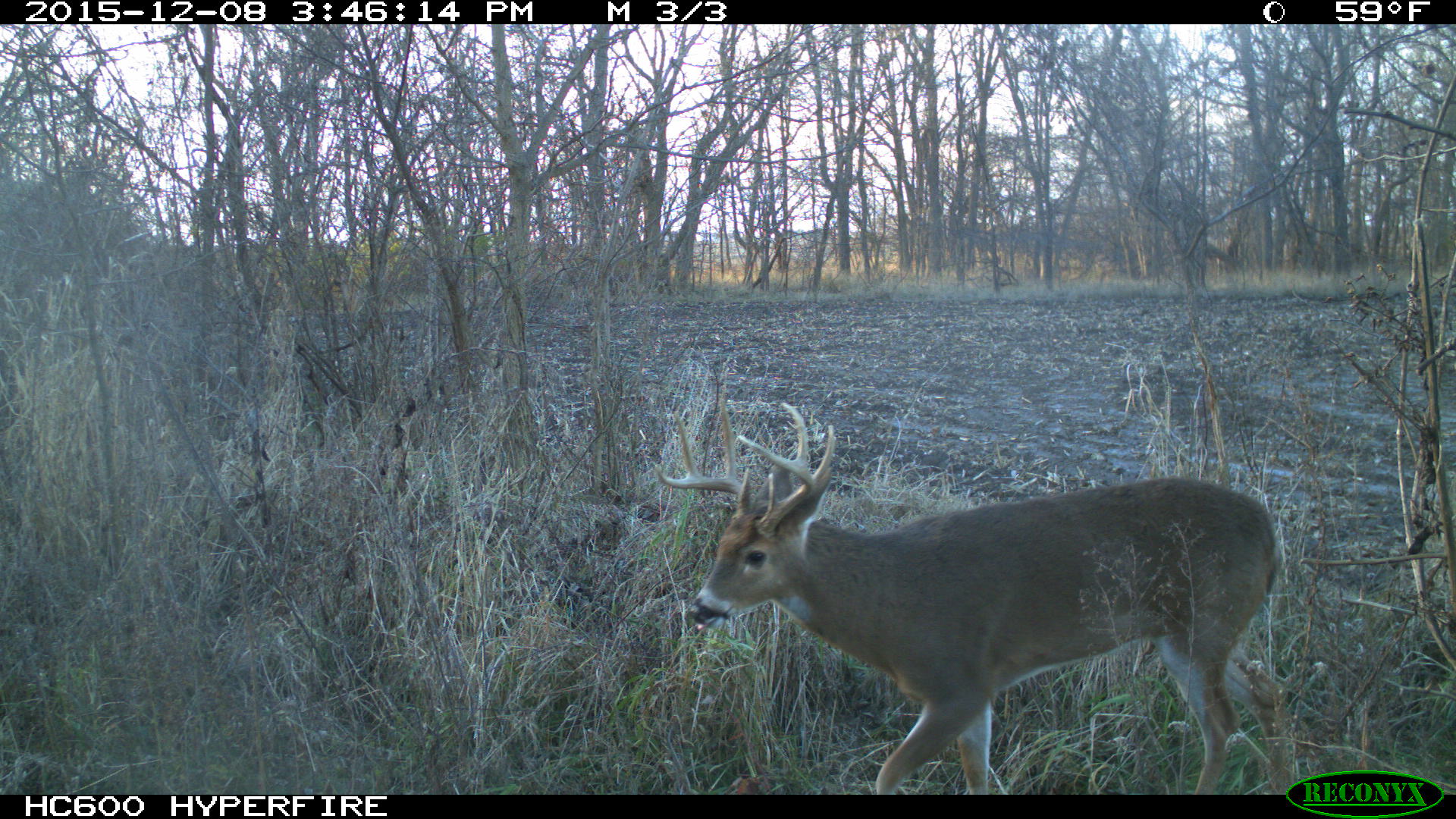 The Fork-Tined Buck - Higgins Outdoors